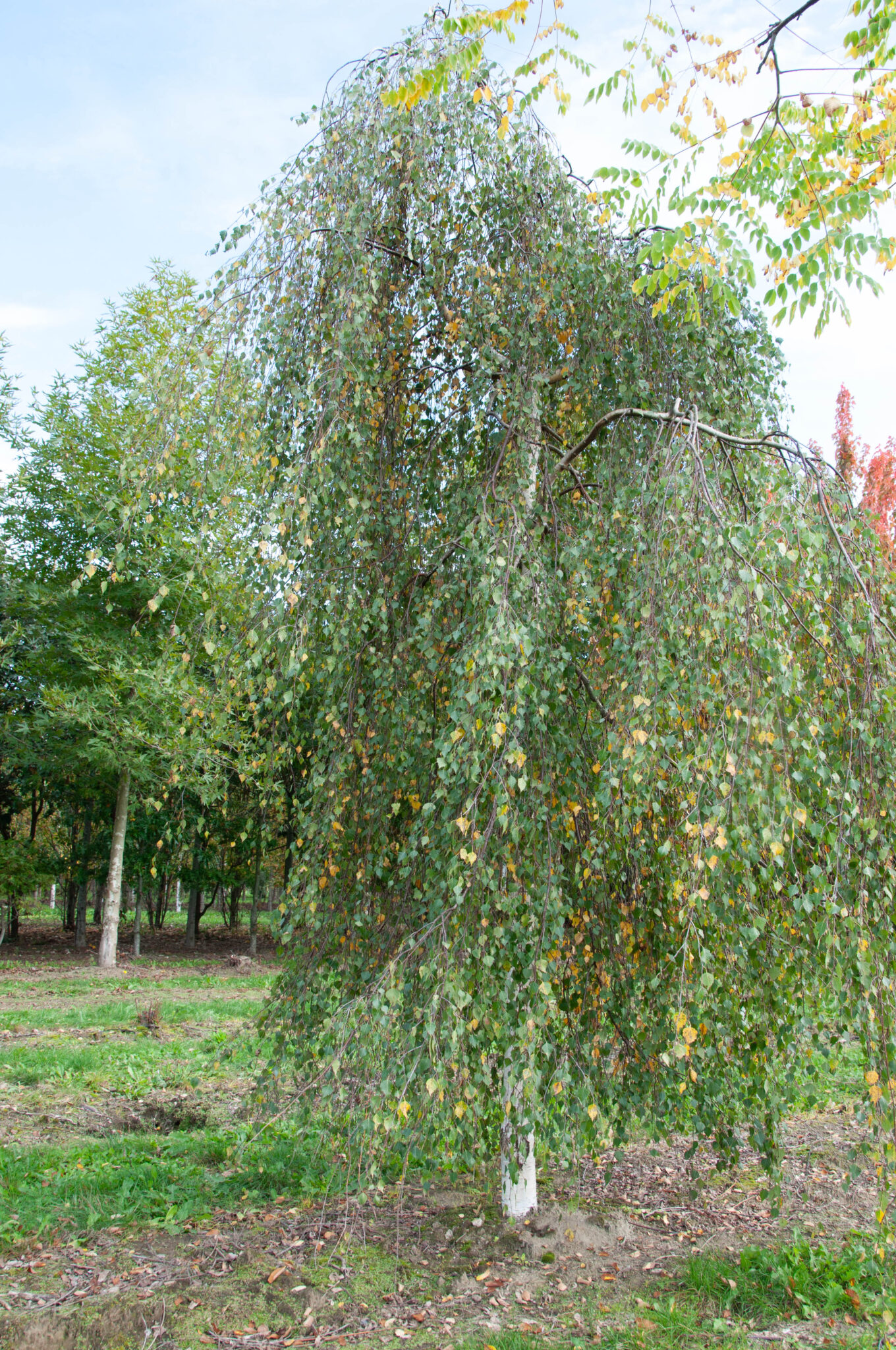 Fagus syl. 'Aurea Pendula' - Boomkwekerij De Bruyn