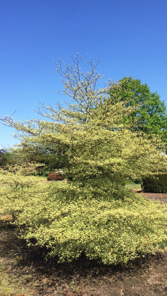 Cornus alternifolia 'Argentea' - Boomkwekerij De Bruyn