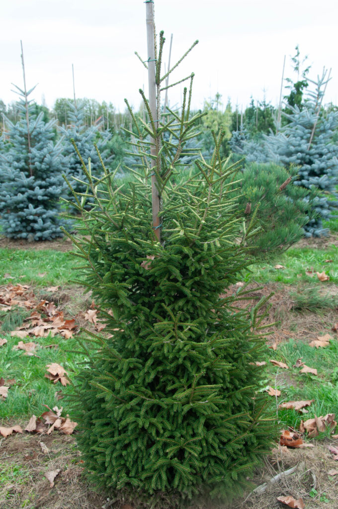 Picea orientalis 'Early Gold' - Boomkwekerij De Bruyn