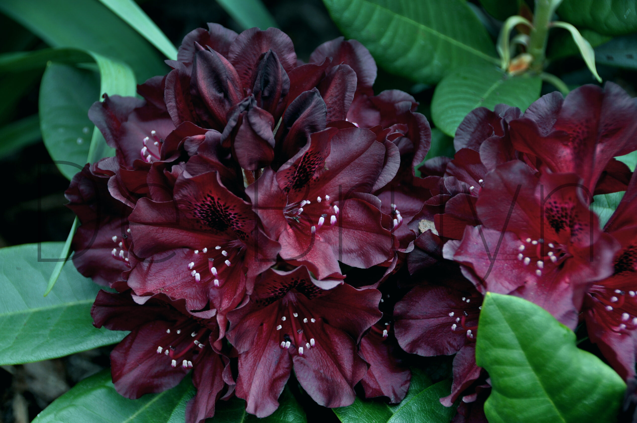 Rhododendron 'Black Widow' - Tree nursery De Bruyn