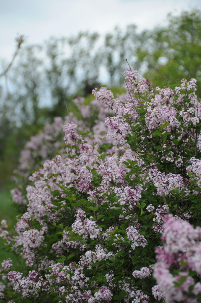 Syringa microphylla 'Superba' - Tree nursery De Bruyn